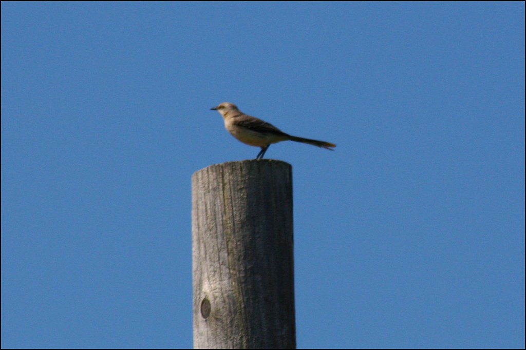 Birds of Curaí§ao | Steve's Genealogy Blog