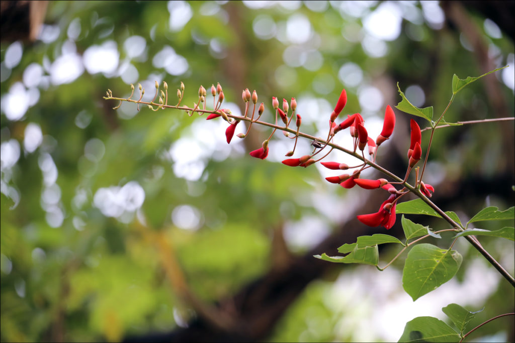 Kowloon Park, Hong Kong | Steve's Genealogy Blog