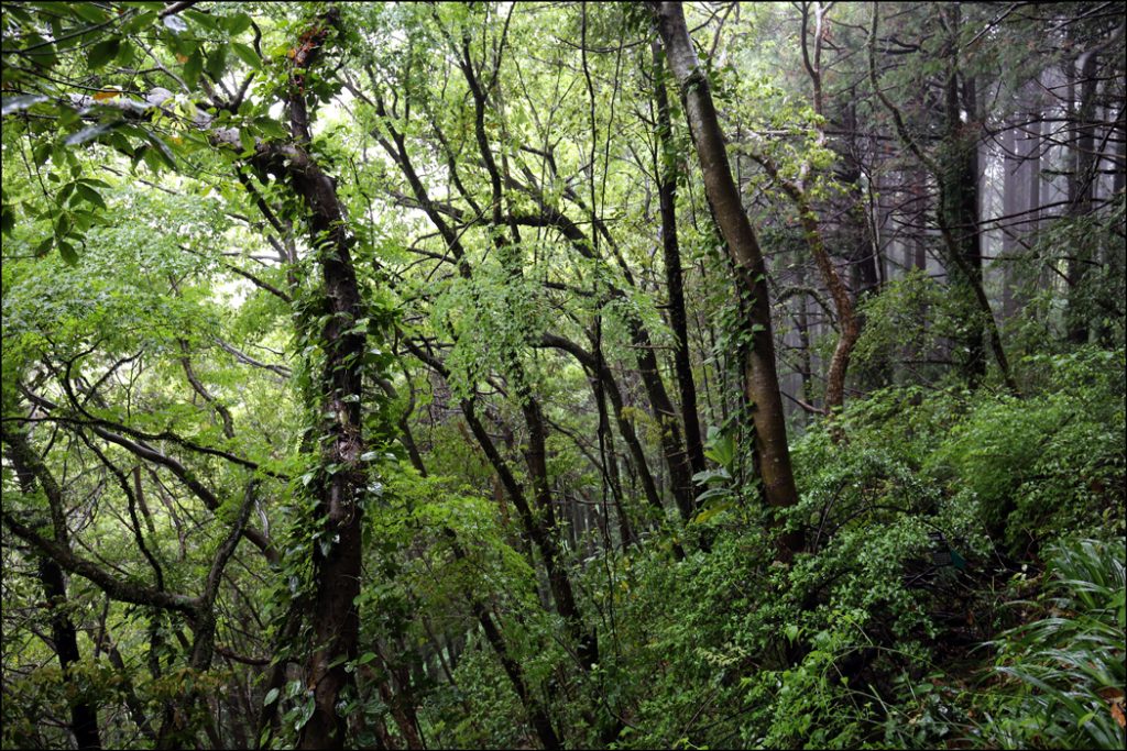 Ryugado Cave in Kōchi, Japan | Steve's Genealogy Blog